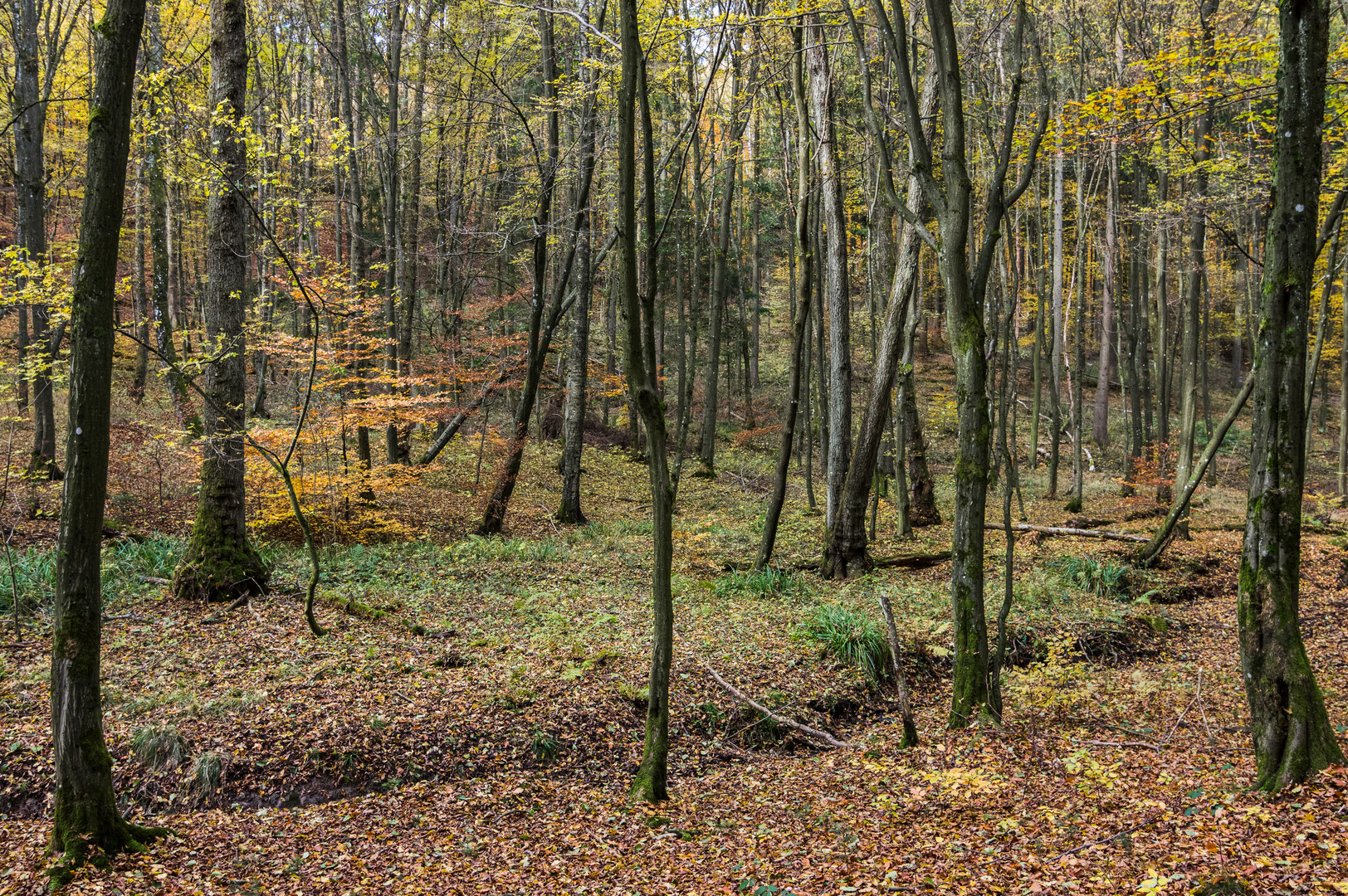 Wald im Sumpf Foto & Bild | wald, bäume, natur Bilder auf fotocommunity