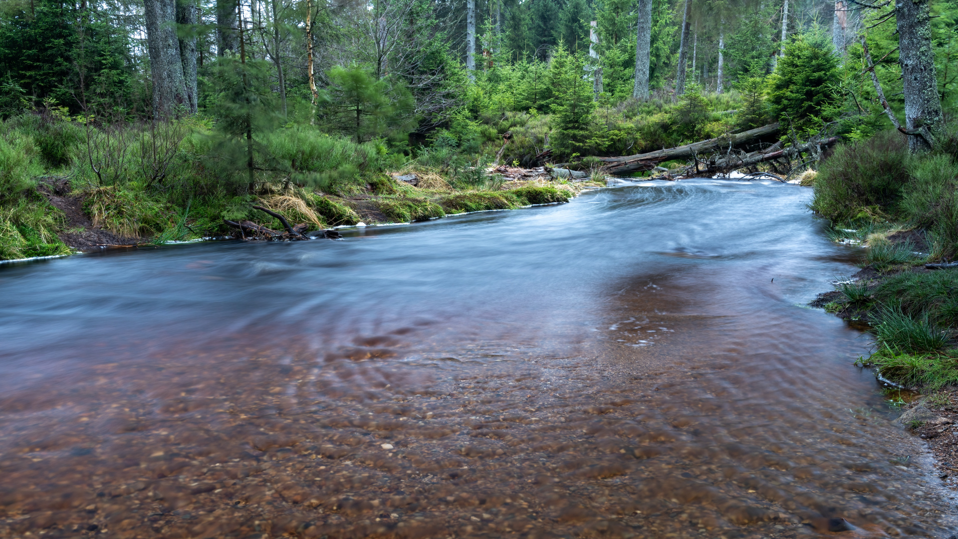 Wald im Wandel Foto & Bild | world, wald, natur Bilder auf fotocommunity