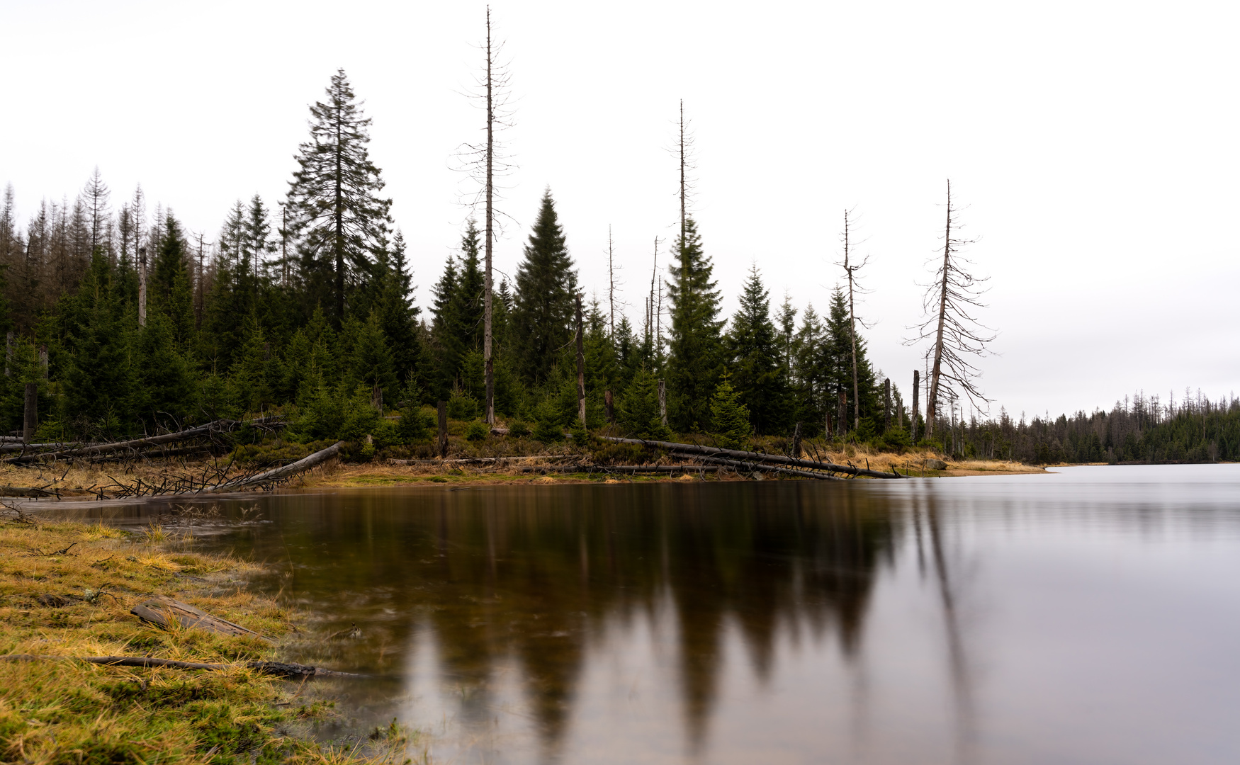 Wald im Wandel Foto & Bild | world, wald, natur Bilder auf fotocommunity