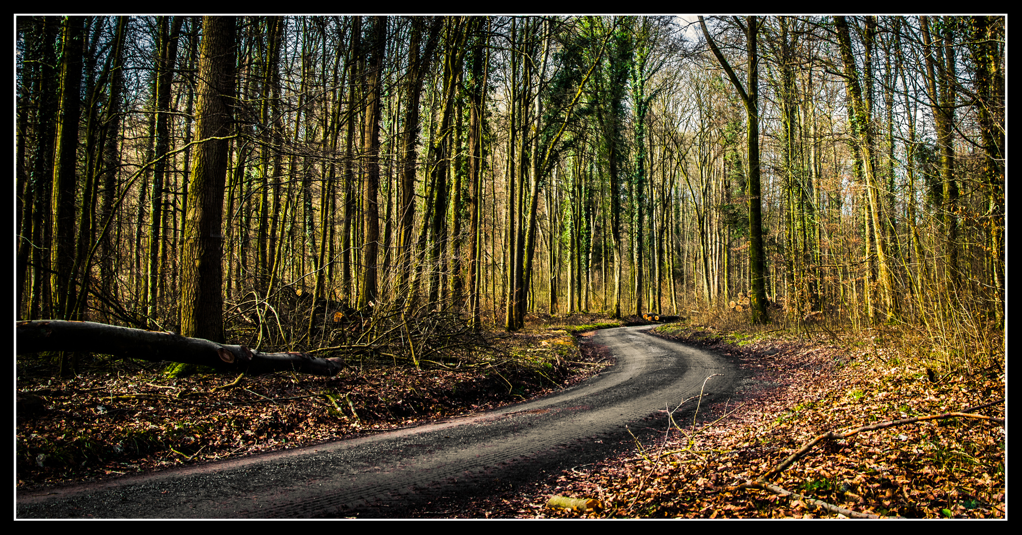 Wald in seiner Natur und Lebensweg Foto & Bild | landschaft ...