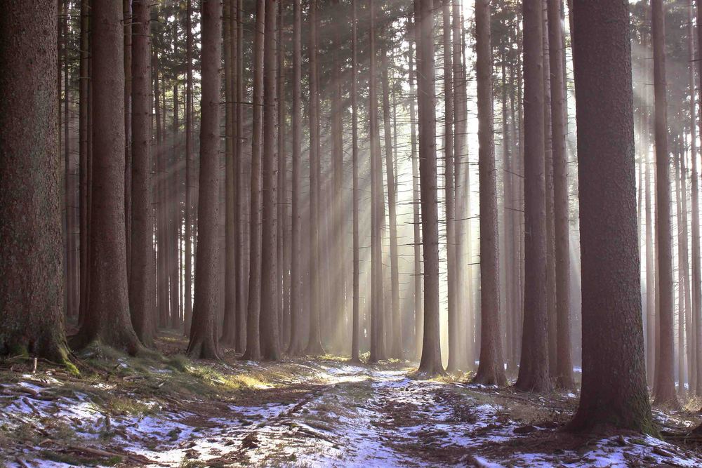 Wald -Lichtung Foto & Bild | archiv projekte naturchannel ... Wald -Lichtung Foto & Bild | archiv projekte naturchannel ...