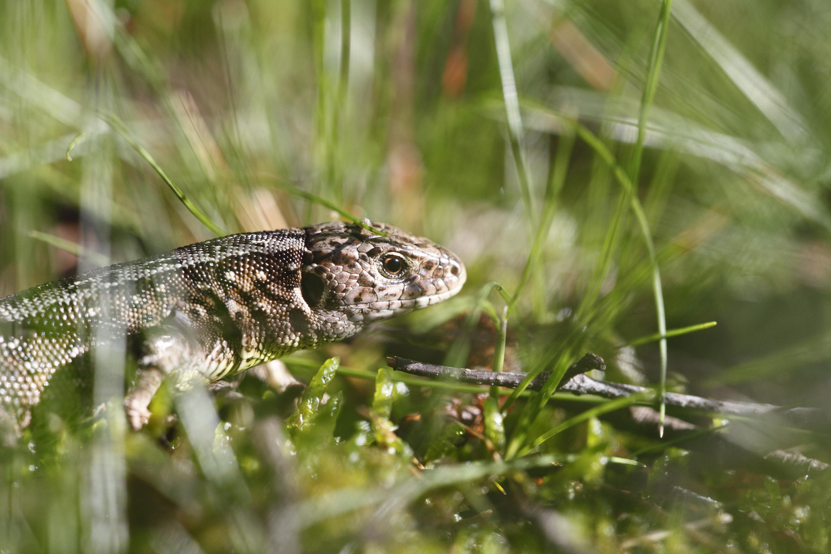 Wald oder Mooreidechse Foto & Bild | natur, tiere, wildlife Bilder auf ...