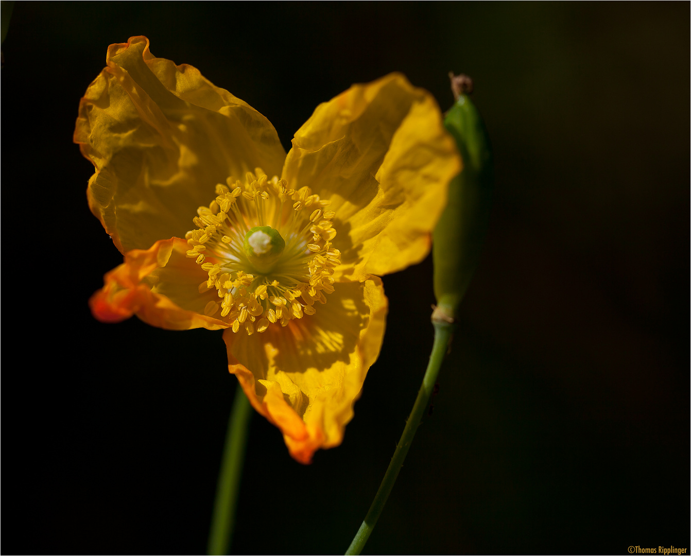 Wald-Scheinmohn (Meconopsis cambrica) Foto & Bild | pflanzen, pilze ...