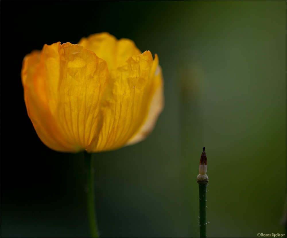 Wald-Scheinmohn (Meconopsis cambrica) Foto & Bild | pflanzen, pilze ...