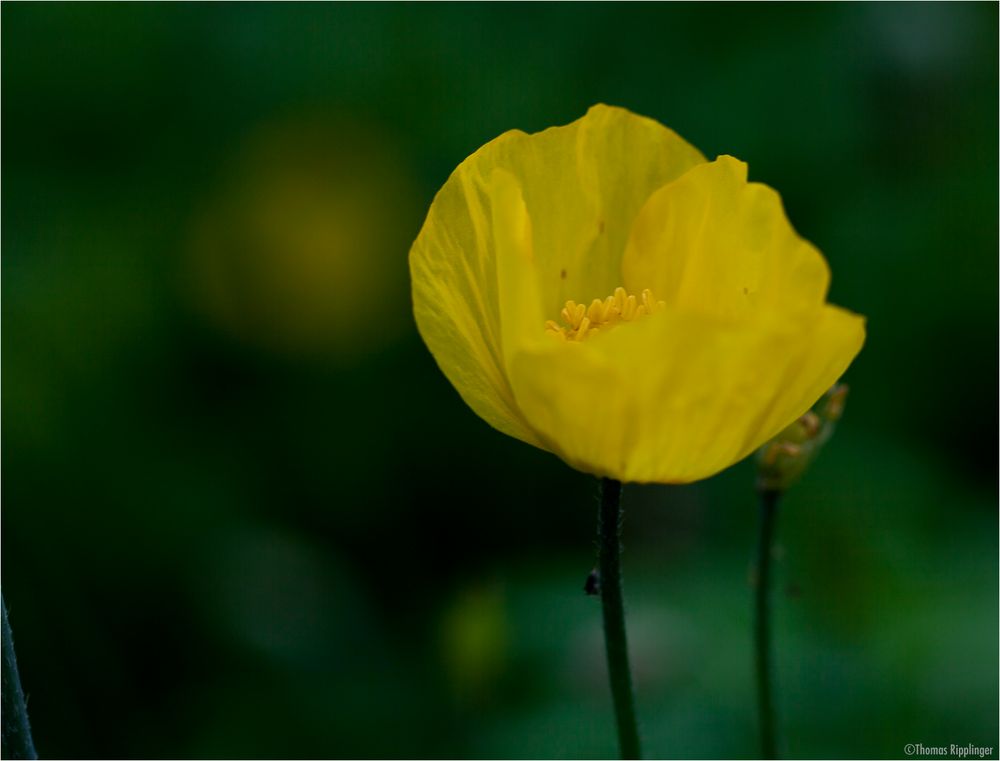 Wald - Scheinmohn (Meconopsis cambrica) oder Pyrenäen - Scheinmohn ...