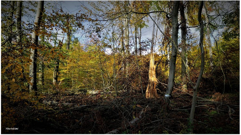 Wald-Sturmschäden (VI) Foto & Bild | landschaft, naturereignisse, wald Bilder auf fotocommunity