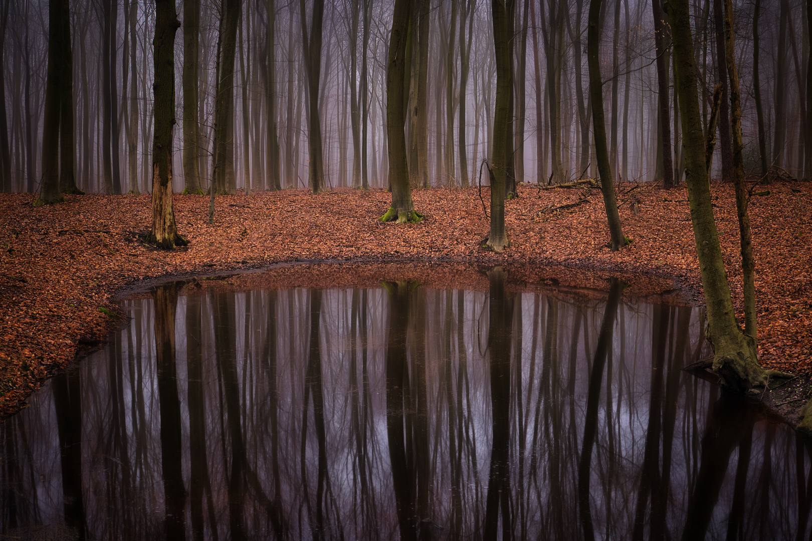 Wald-Teich Foto & Bild | pflanzen, pilze & flechten, landschaft, sonstiges Bilder auf fotocommunity
