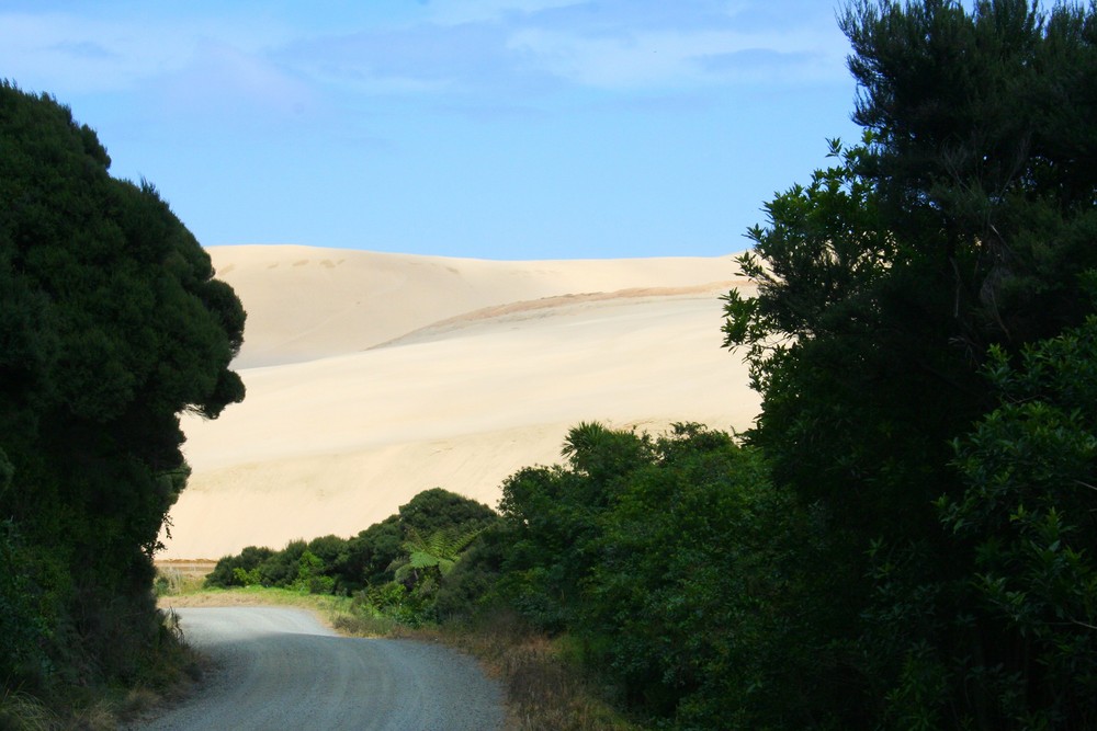 Wald und Wueste Foto & Bild | landschaft, wüste, natur Bilder auf ...