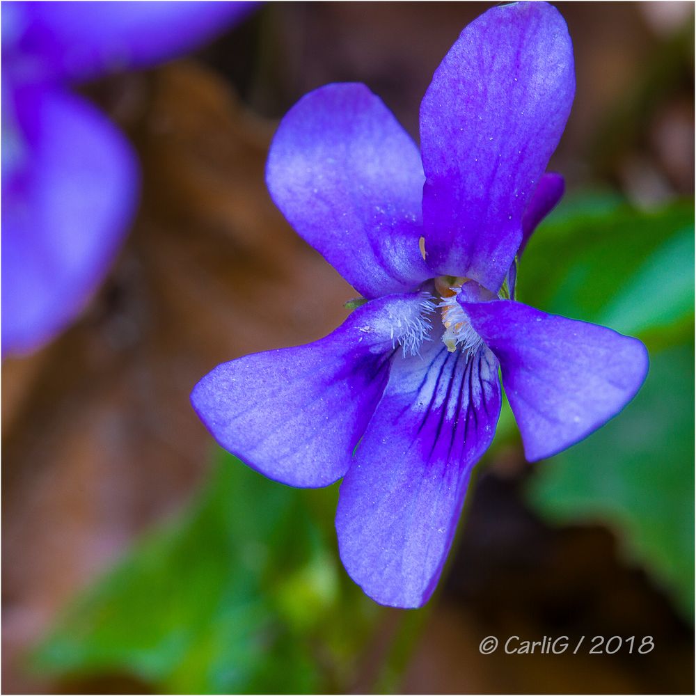 Wald-Veilchen Foto & Bild | wald, blau, frühling Bilder auf fotocommunity