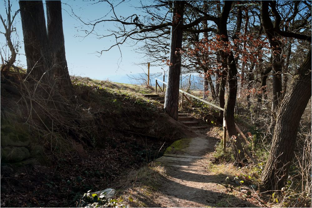 Wald -Weg Foto & Bild | natur, landschaft, wege und pfade Bilder auf ...