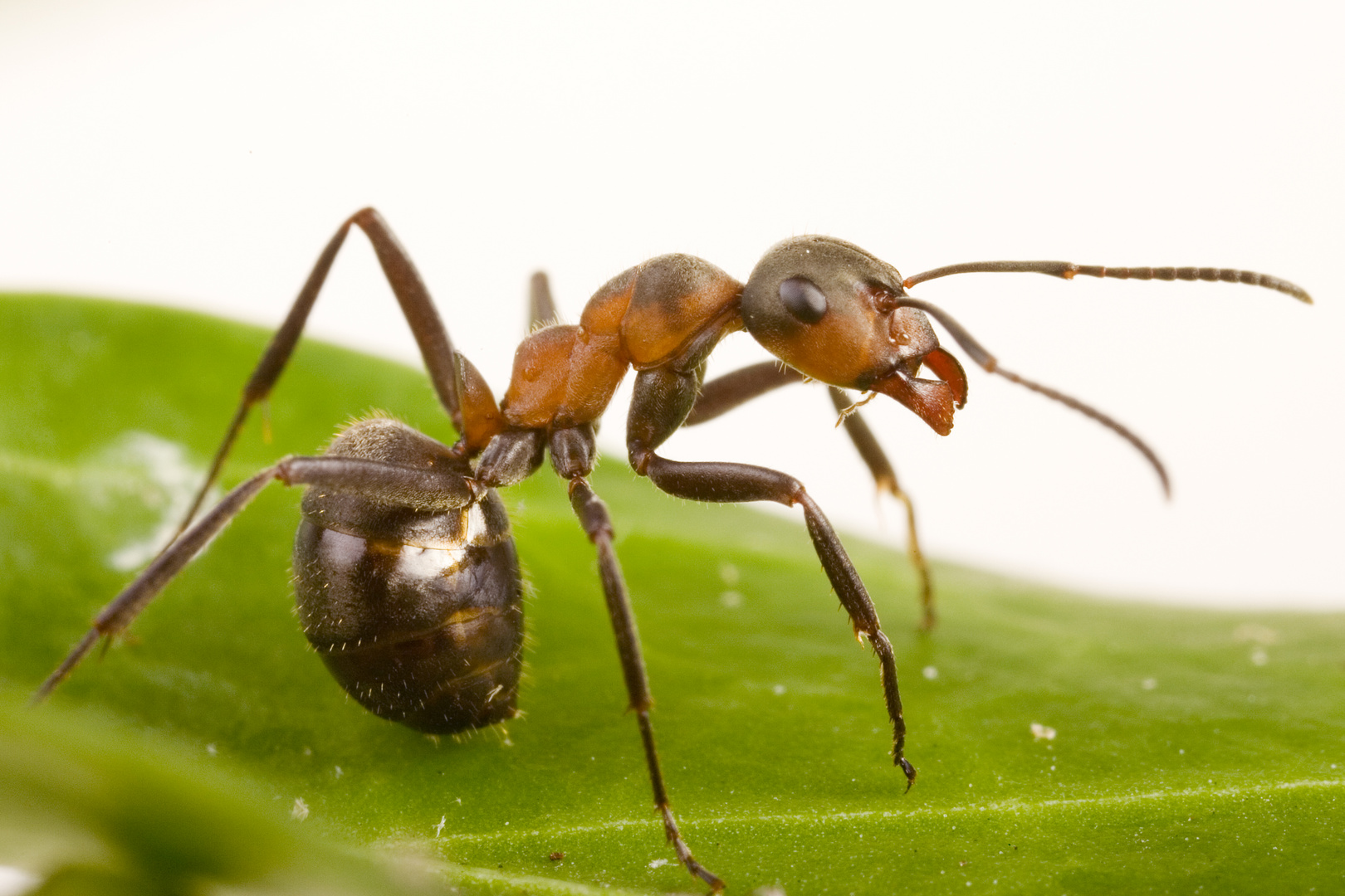 Waldameise (Formica rufa) - wood ant (Formica rufa) Foto & Bild | tiere ...