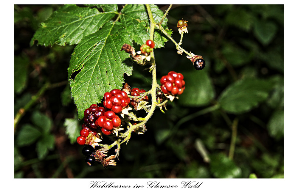 Waldbeeren Foto & Bild | pflanzen, pilze & flechten, früchte und beeren ...