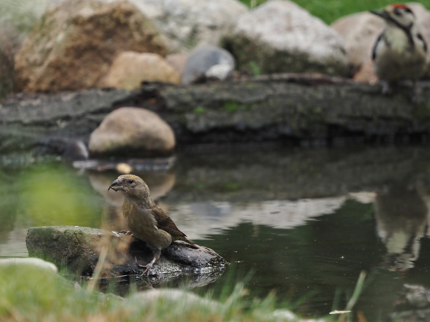 Waldbewohner..... Foto & Bild | tiere, wildlife, wild lebende vögel Bilder auf fotocommunity