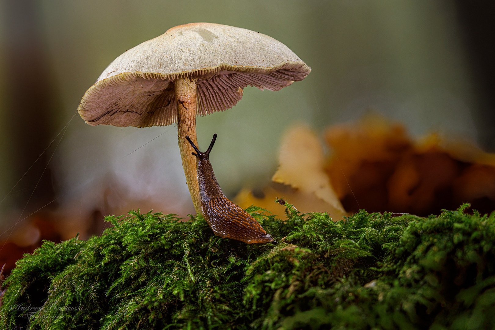 * Waldbewohner * Foto & Bild | pflanzen, pilze & flechten, pilze & flechten, fotos Bilder auf ...