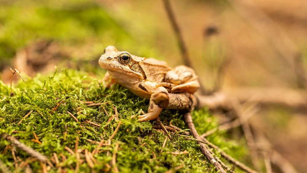 Waldbewohner Foto & Bild | tiere, wildlife, amphibien & reptilien Bilder auf fotocommunity