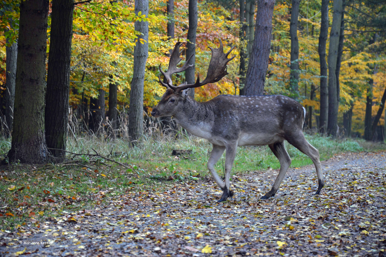 Waldbewohner Foto & Bild | tiere, wildlife, säugetiere Bilder auf fotocommunity