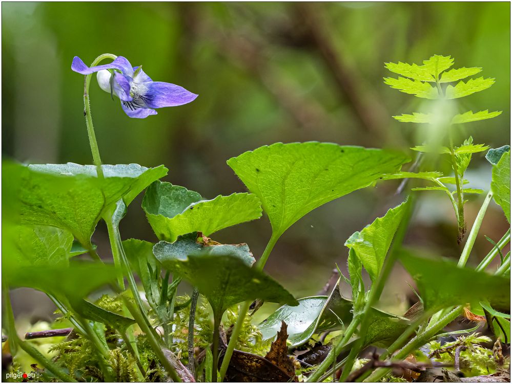 Waldboden Foto And Bild Pflanzen Pilze And Flechten Blüten