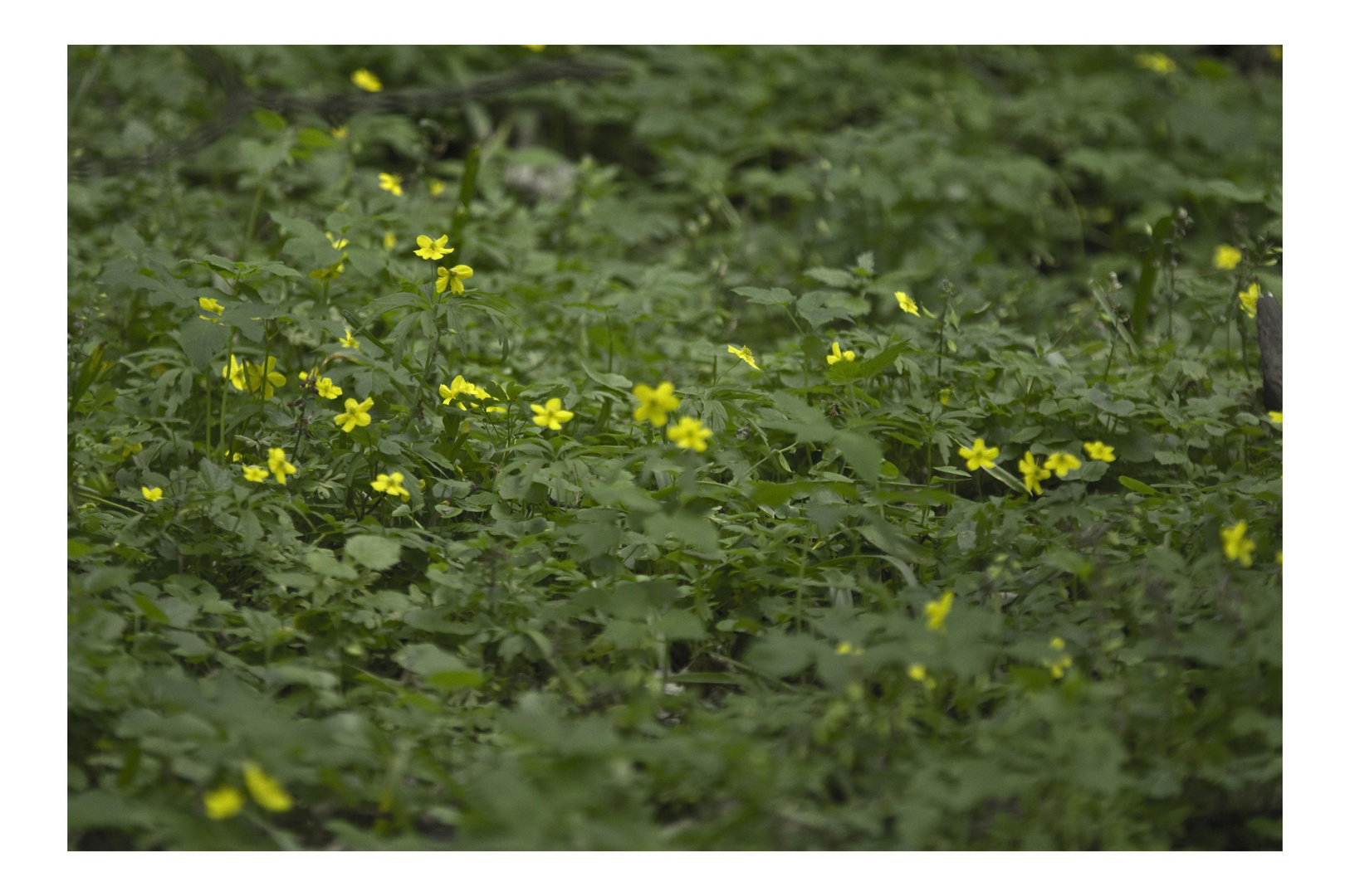 Waldboden Foto & Bild | pflanzen, pilze & flechten, blüten ...