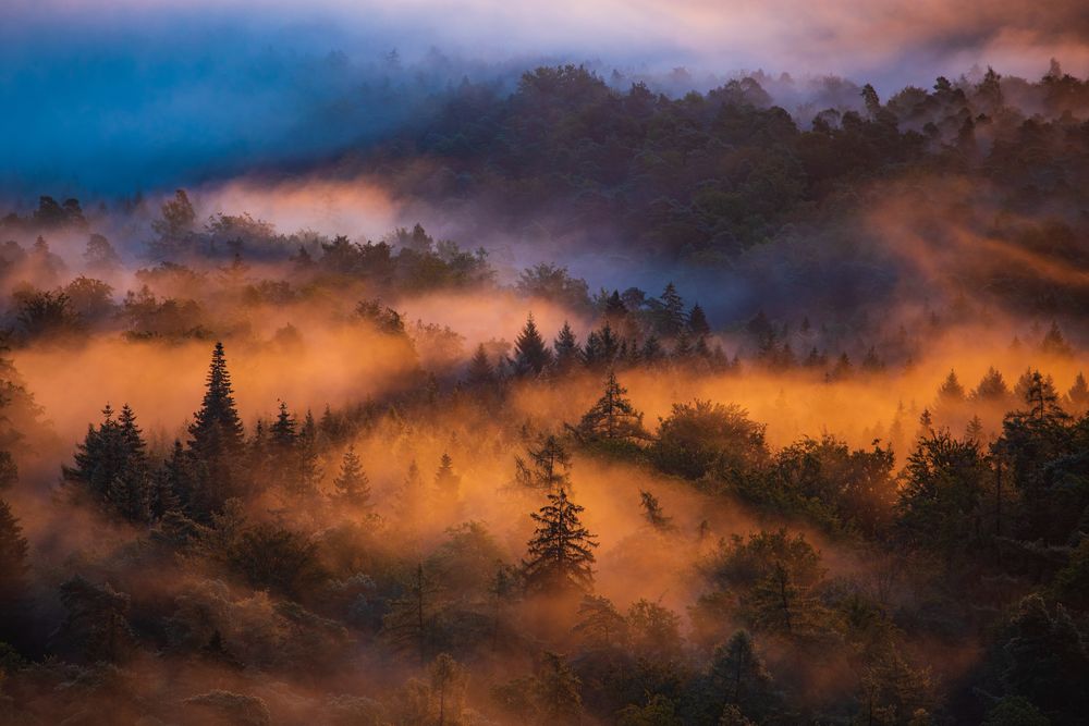 "Waldbrand" Foto & Bild | deutschland, europe, rheinland-pfalz Bilder ...