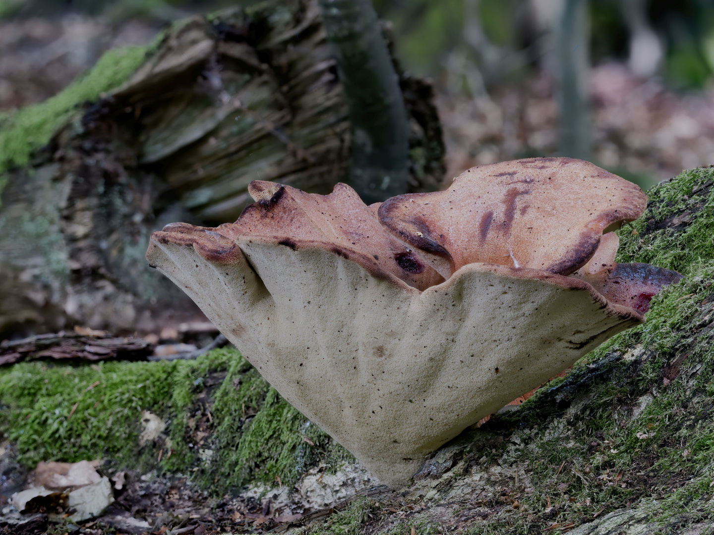 Walddeko Foto & Bild | natur, pilze, pilze und flechten Bilder auf ...