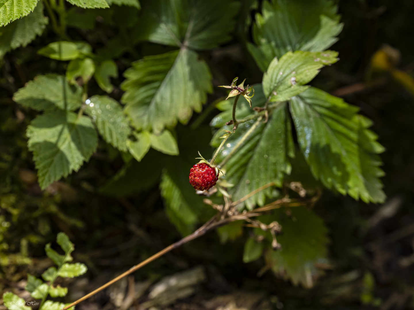 Waldfrucht Foto & Bild | deutschland, europe, baden- württemberg Bilder ...