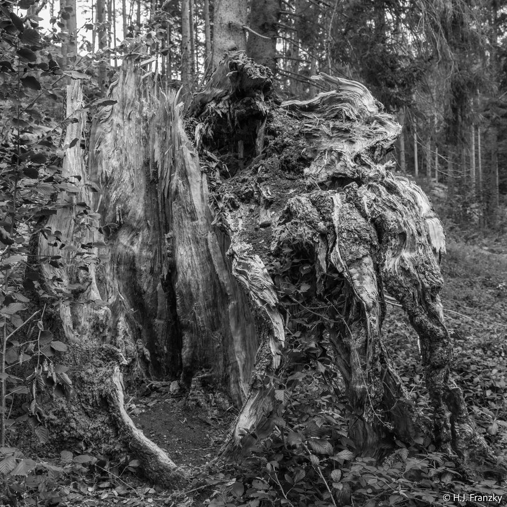 Waldgeist-00025 Foto & Bild | pflanzen, pilze & flechten, bäume ...