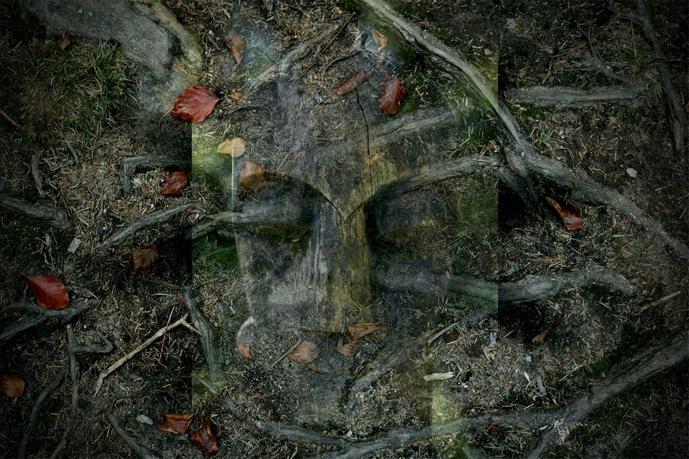 Waldgeist Foto & Bild | landschaft, wald, mystische orte Bilder auf ...