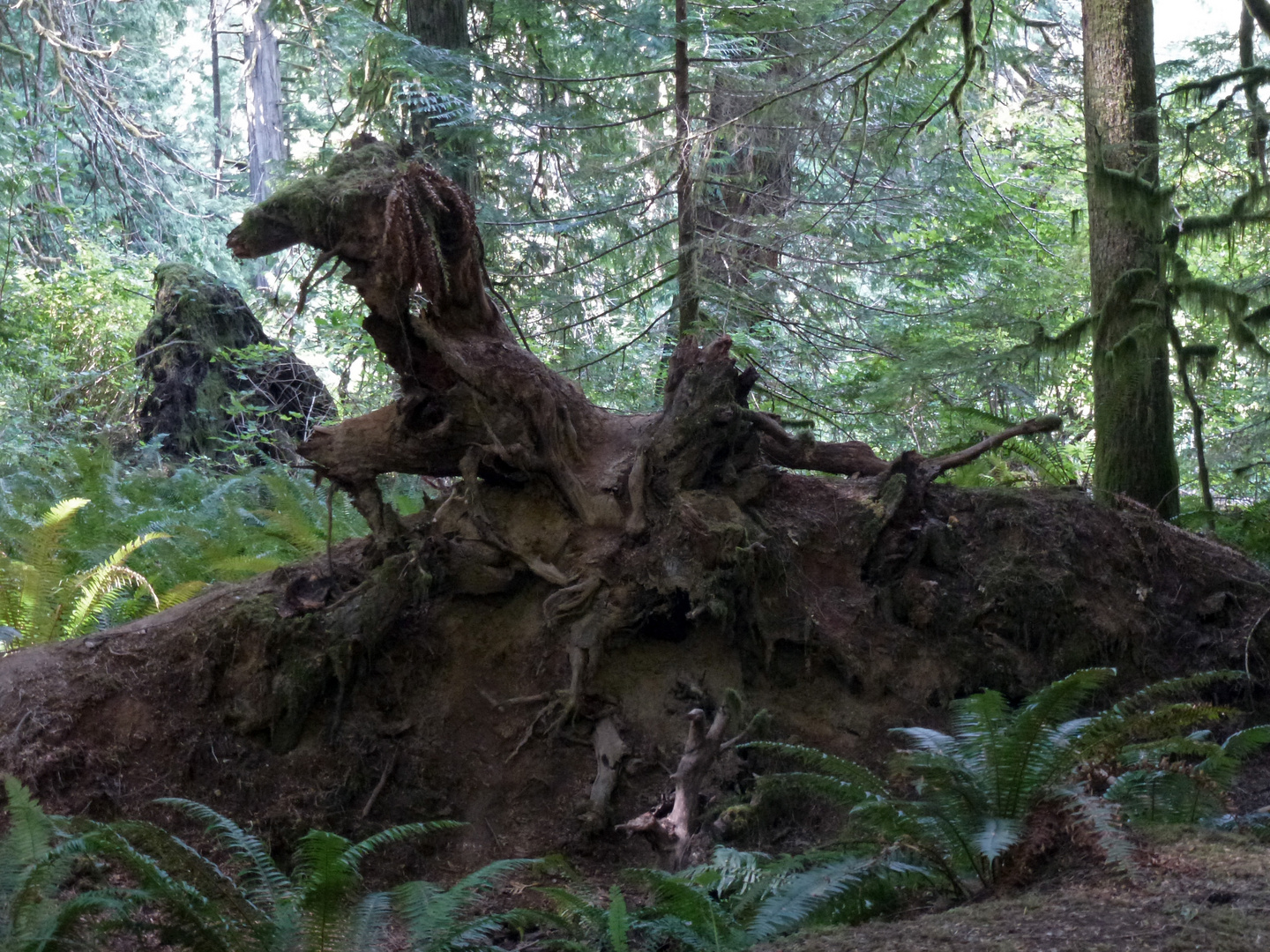 Waldgeist ... Foto & Bild | landschaft, wald, kanada Bilder auf ...