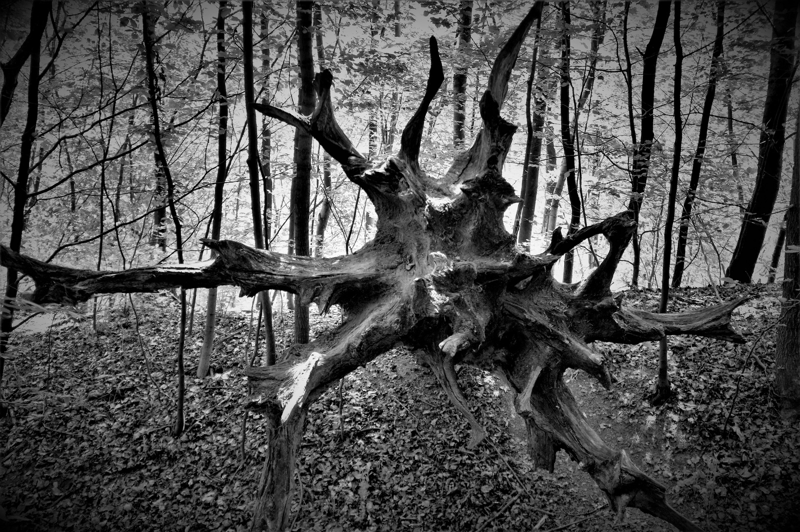 Waldgeist Foto & Bild | wald, baum, sw Bilder auf fotocommunity