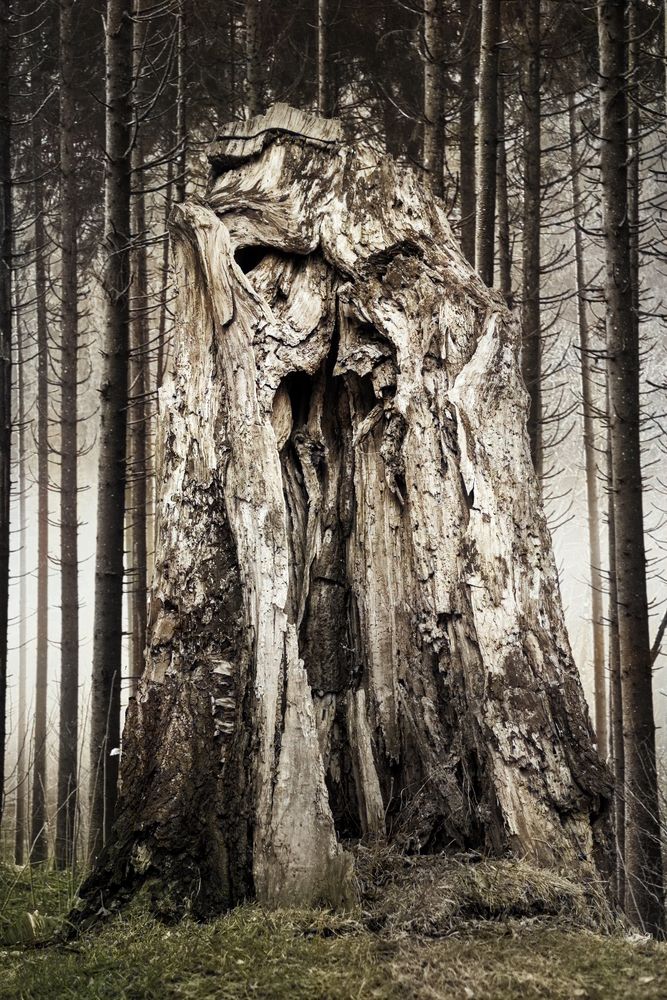 Waldgeist Foto & Bild | natur, landschaft, pflanzen Bilder auf ...