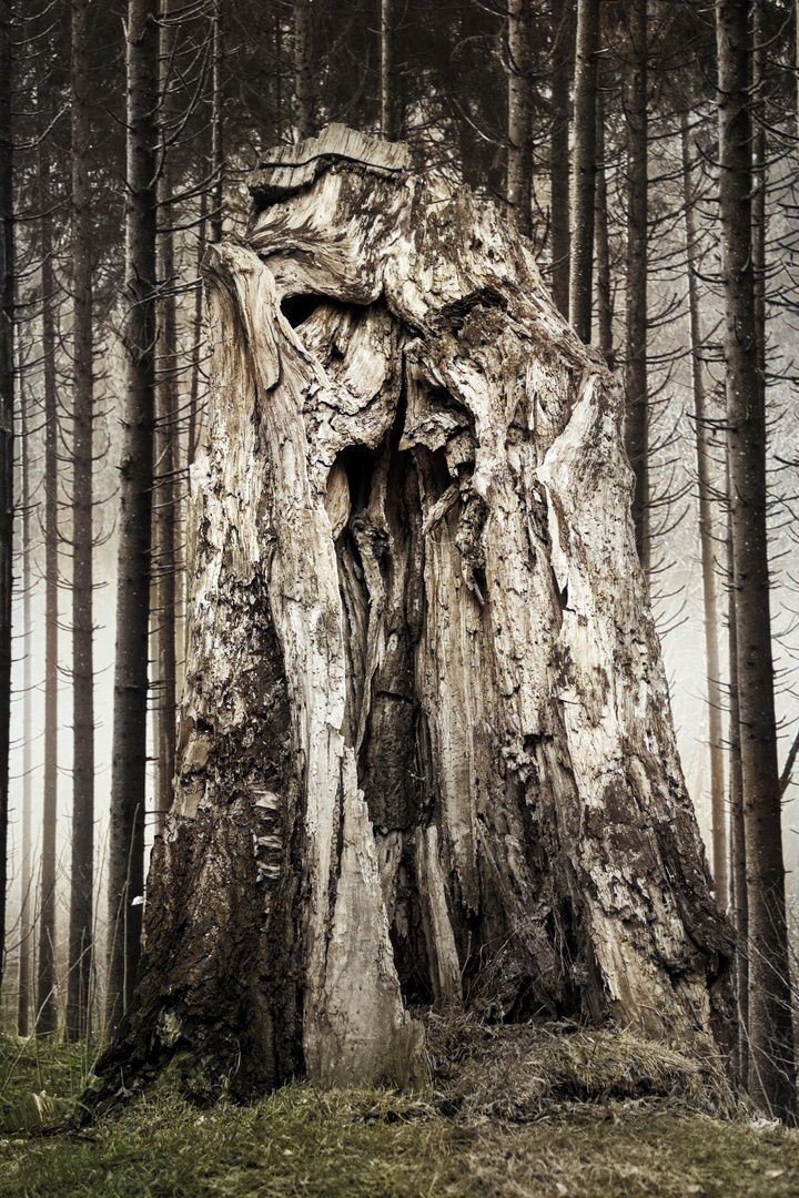 Waldgeist Foto & Bild | natur, landschaft, pflanzen Bilder auf ...