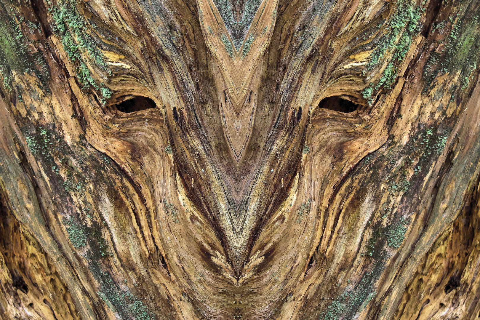 Waldgeist Foto & Bild | wald, natur, holz Bilder auf fotocommunity