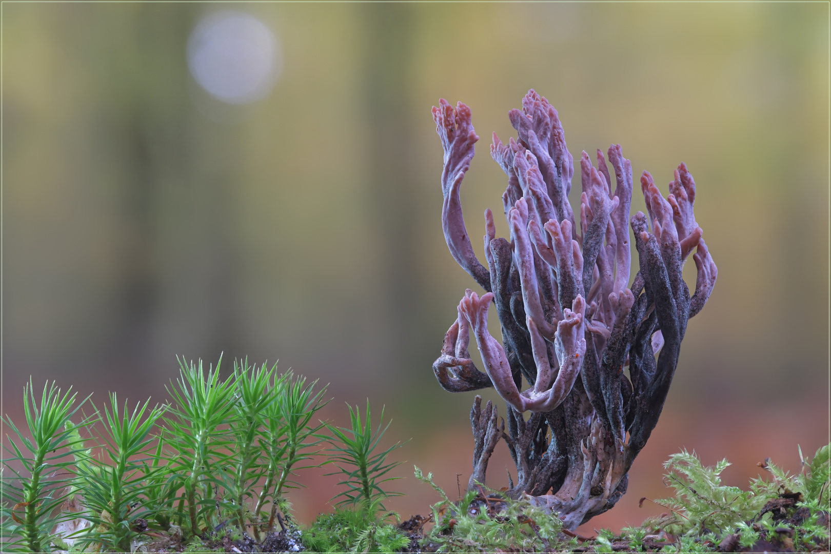 Waldgeist Foto & Bild | natur, herbst, pilz Bilder auf fotocommunity