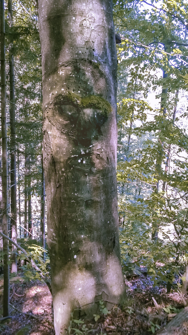 Waldgeister Foto & Bild | wald, outdoor, natur Bilder auf fotocommunity