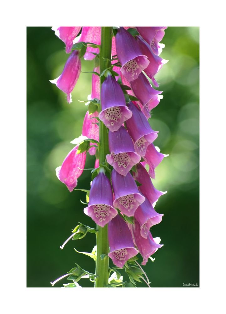 Waldglöckchen Foto & Bild | giftig, digitalis, waldblume Bilder auf ...