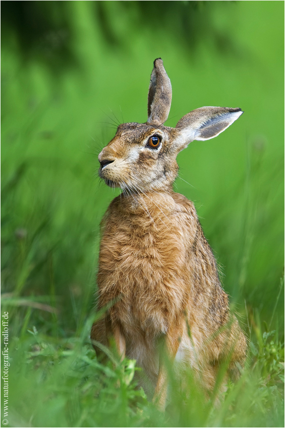 ~Waldhase~ Foto & Bild | tiere, wildlife, säugetiere Bilder auf ...