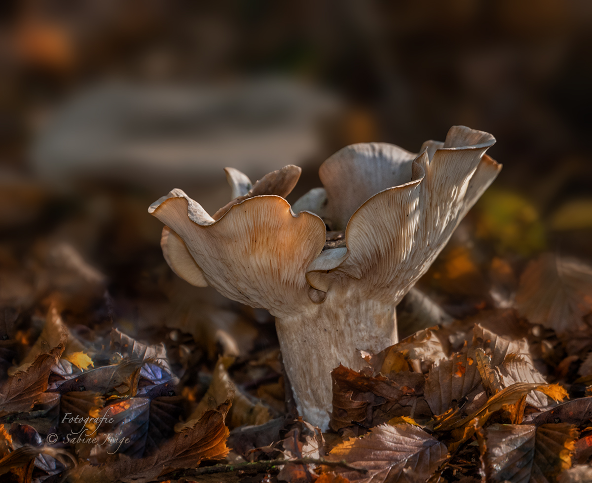 Waldi Foto & Bild | pflanzen, pilze & flechten, pilze & flechten, natur ...