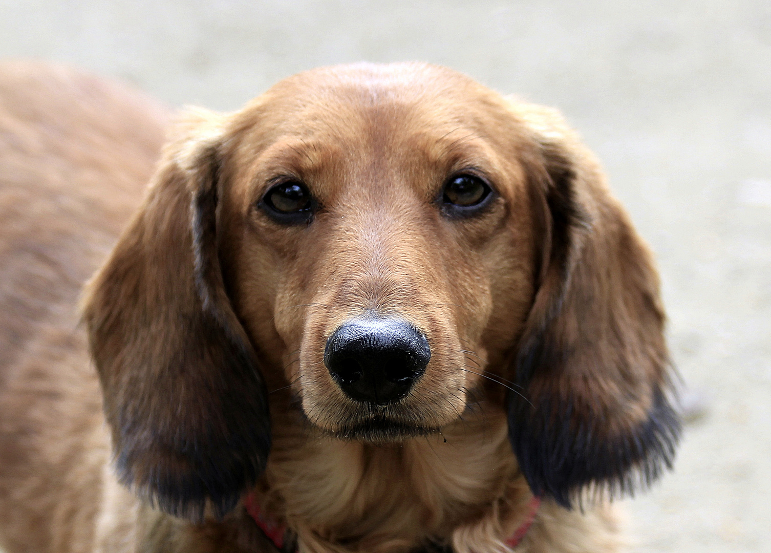 Waldi Foto & Bild | tiere, haustiere, hunde Bilder auf fotocommunity