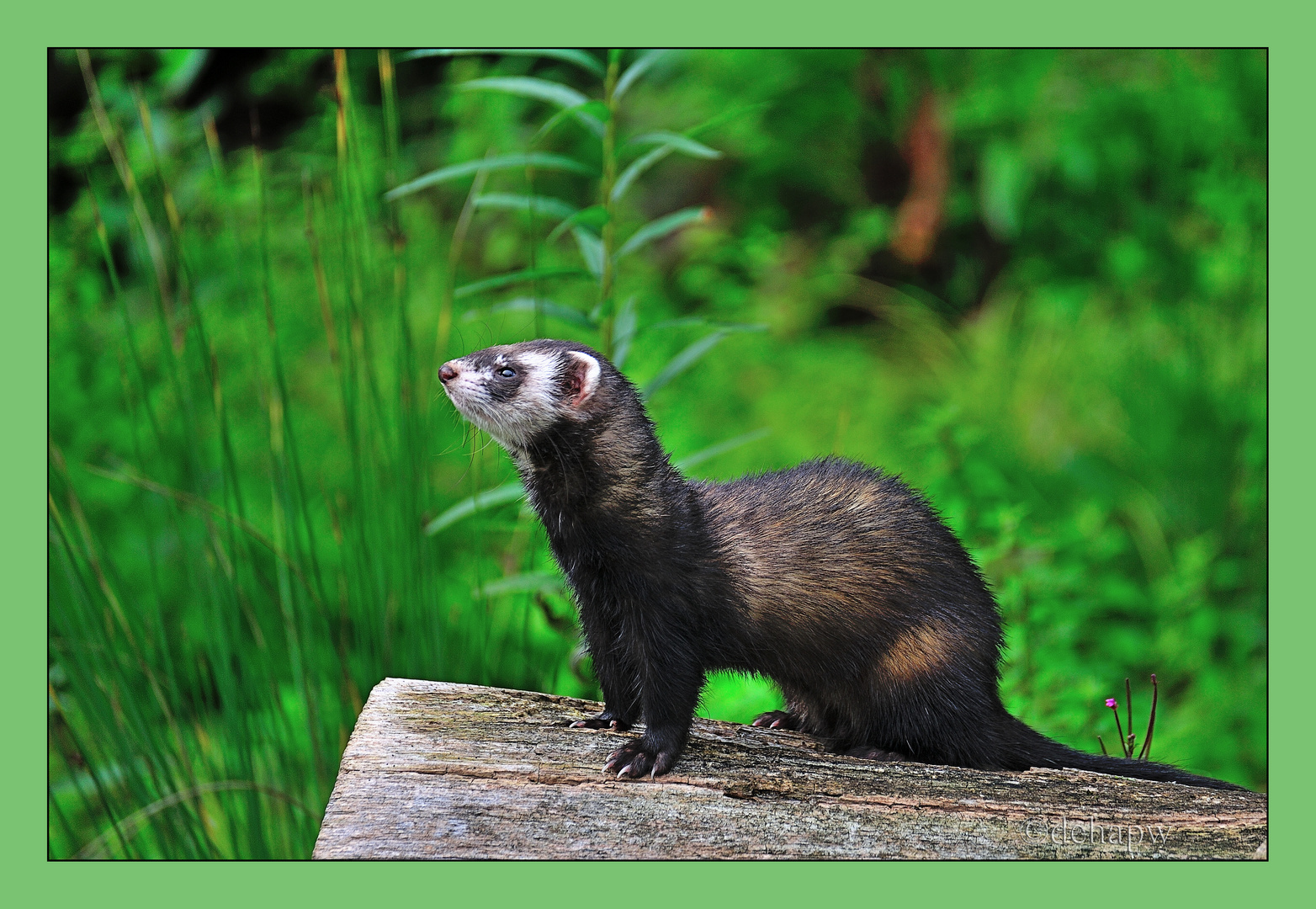 Waldiltis Foto & Bild | tiere, zoo, wildpark & falknerei, säugetiere ...