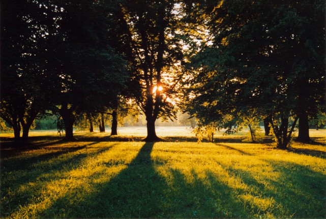 Waldlicht Foto & Bild | sonnenuntergänge, himmel & universum, natur ...