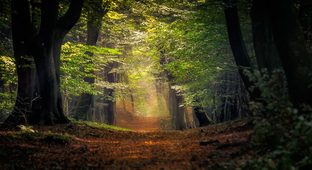 Waldlichtung #2 Foto & Bild | landschaft, wald, bäume Bilder auf fotocommunity