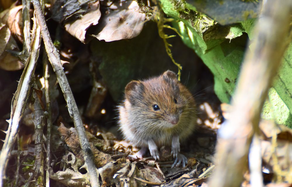 Waldmaus Foto & Bild | wald, wildlife, maus Bilder auf fotocommunity