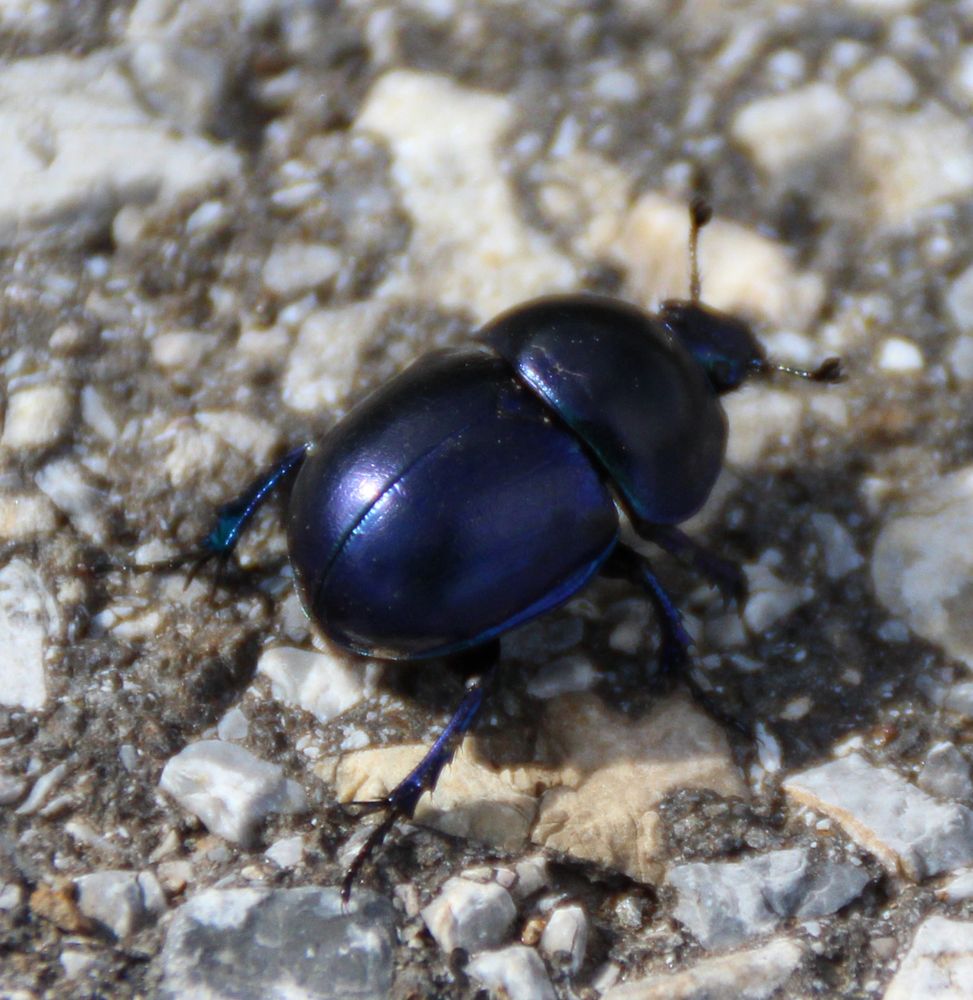 Waldmistkäfer Foto & Bild | insekten, natur, tiere Bilder auf fotocommunity