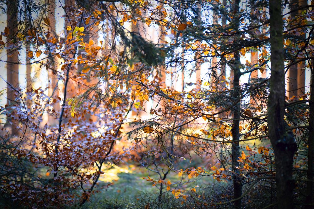 Waldmitte Foto & Bild | landschaft, jahreszeiten, lebensräume Bilder auf fotocommunity