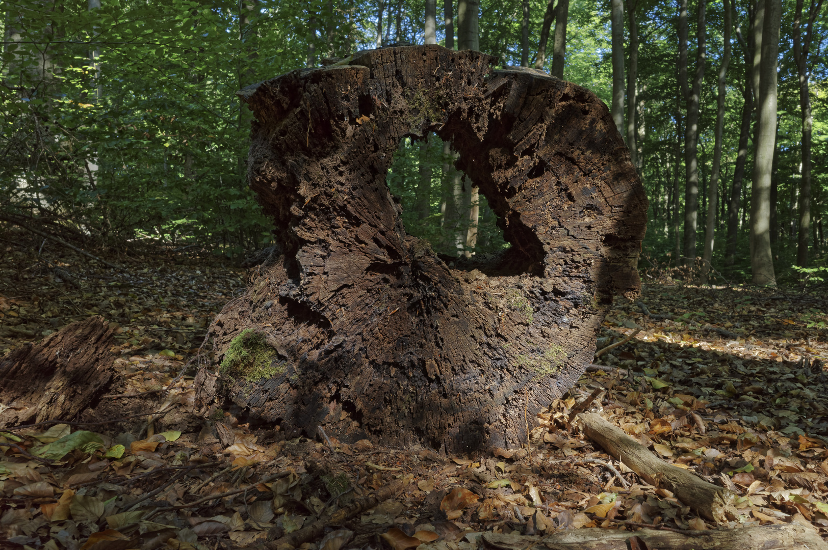 Waldmotive, hier: Blick durch die Baumscheibe Foto & Bild | spezial ...