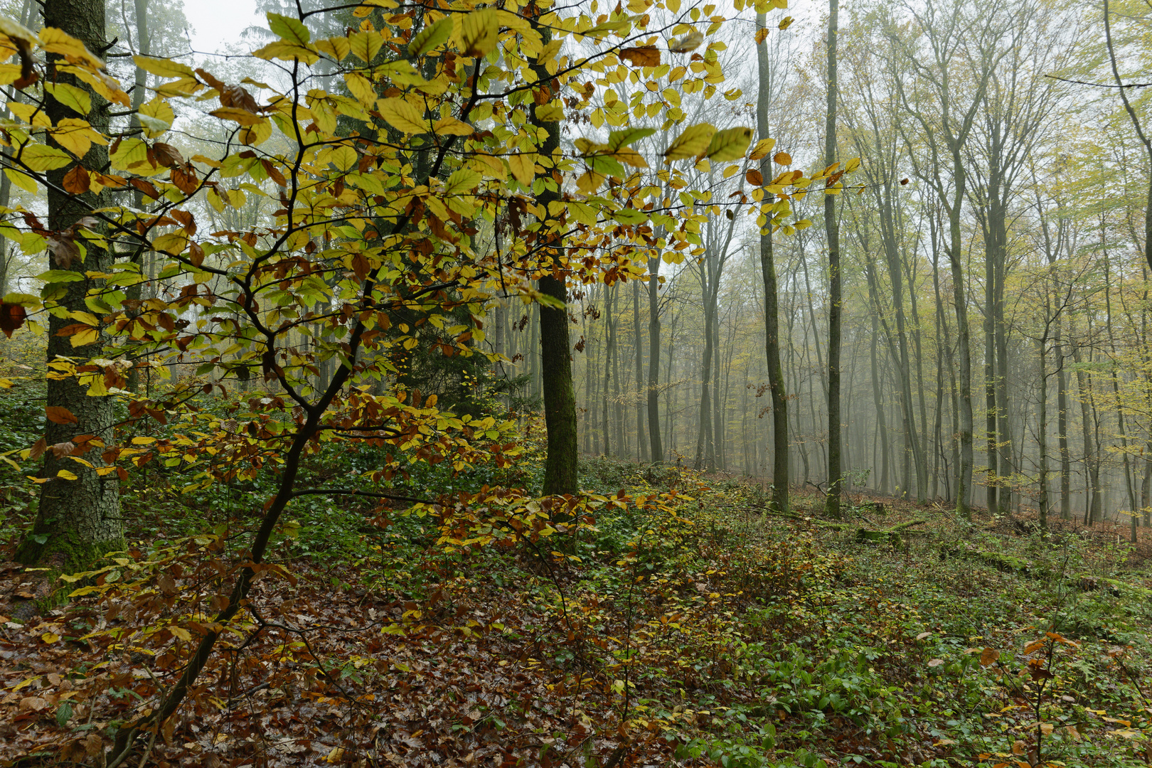 Waldmotive, hier: Nebelstimmung im Laubwald Foto & Bild | wald, bäume ...