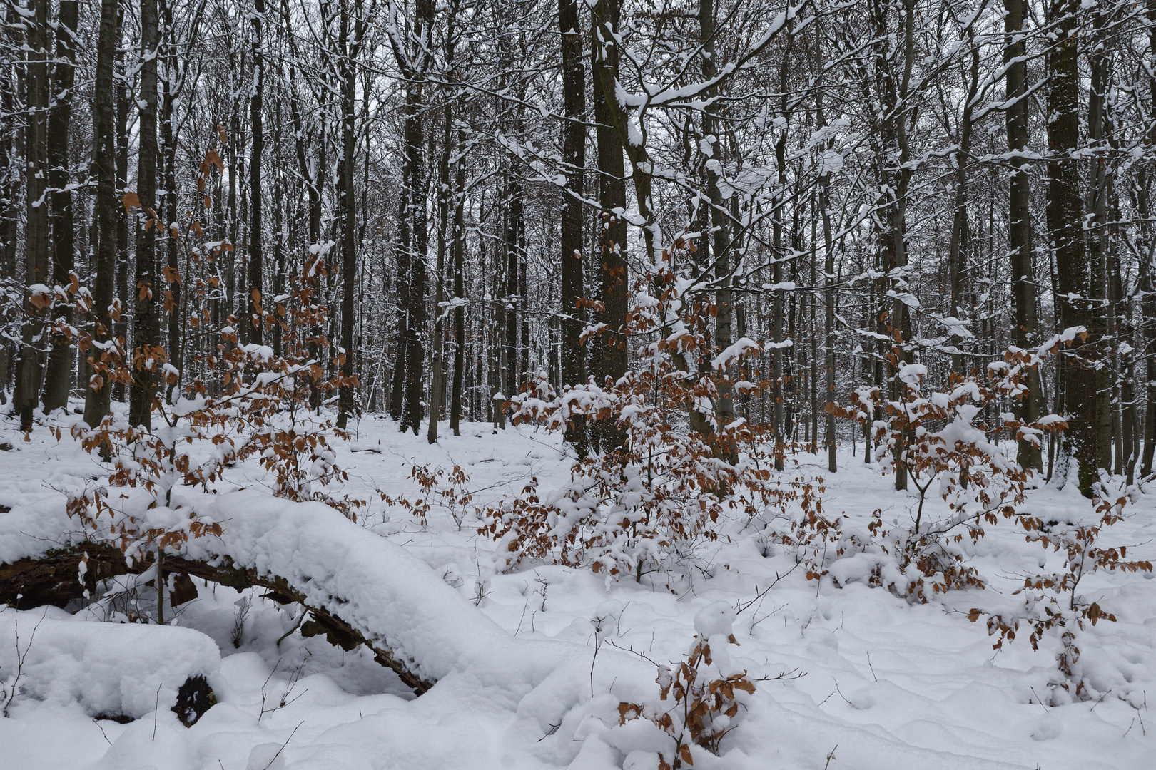 Waldmotive, hier: Winterimpressionen im Laubwald (4) Foto & Bild | wald ...