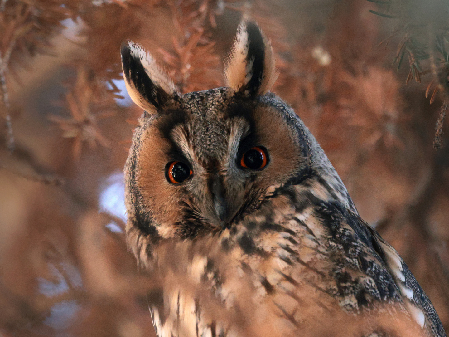 Waldohreule Foto & Bild | natur, porträt, eule Bilder auf fotocommunity