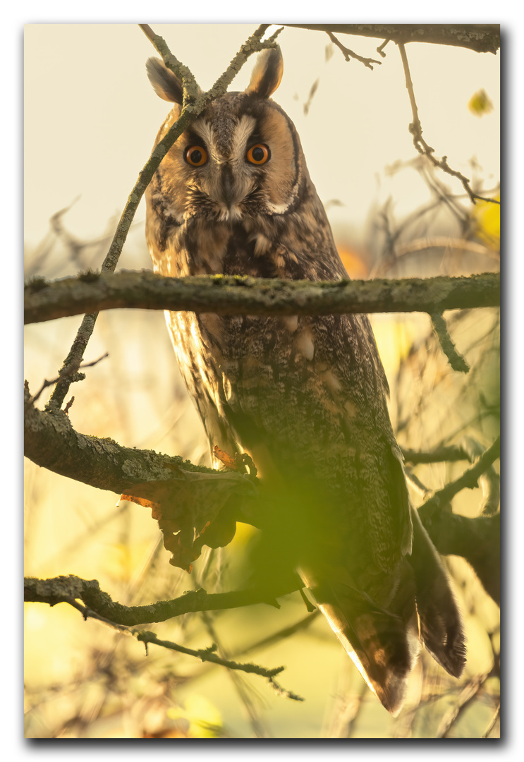 Waldohreule Foto & Bild | natur, vogel, eule Bilder auf fotocommunity