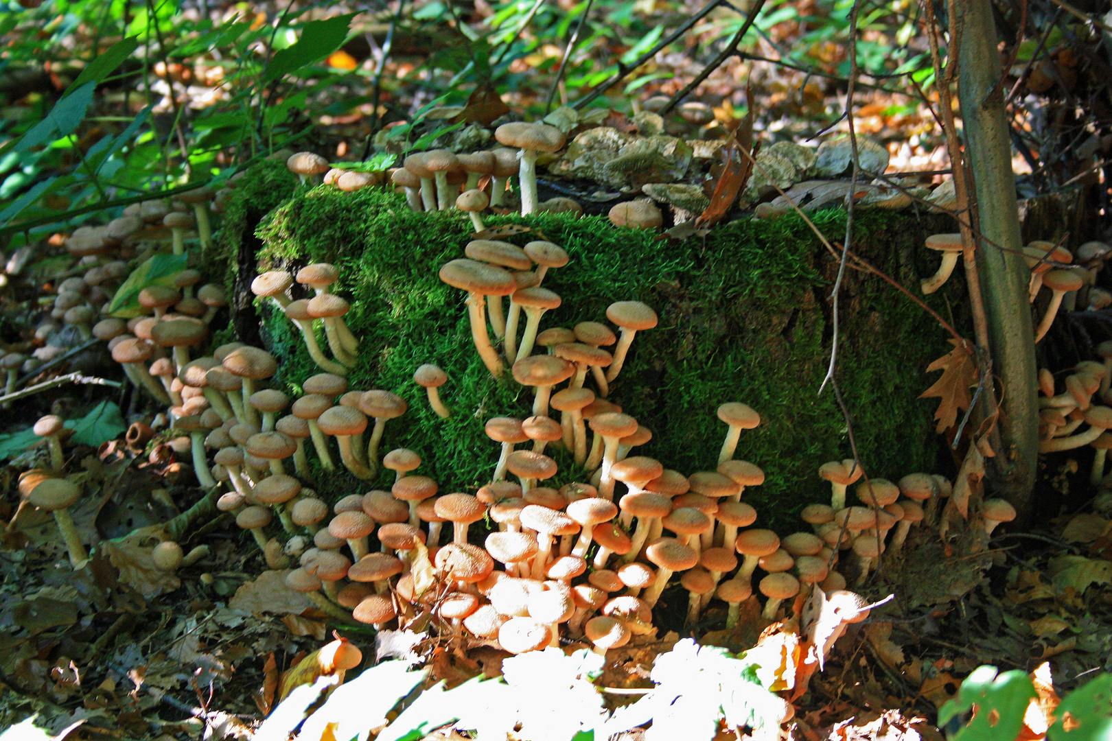 Waldpilze Foto & Bild | pflanzen, pilze & flechten, natur Bilder auf ...